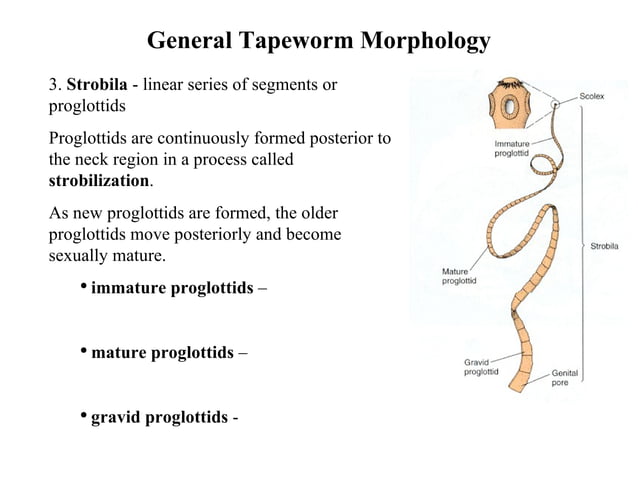 Introduction To Tapeworms | PPT