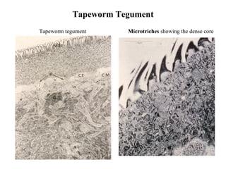 Introduction To Tapeworms | PPT