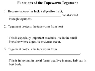 Introduction To Tapeworms | PPT