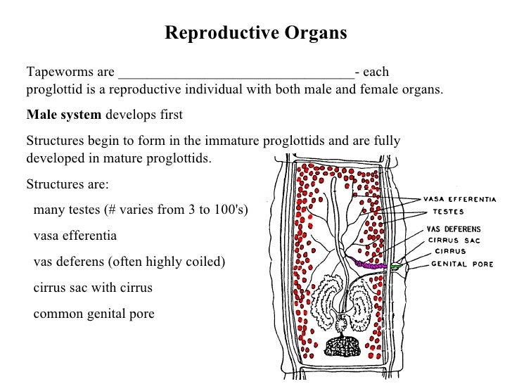 Introduction To Tapeworms