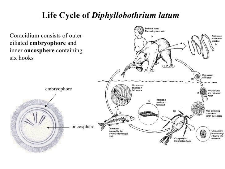 Introduction To Tapeworms