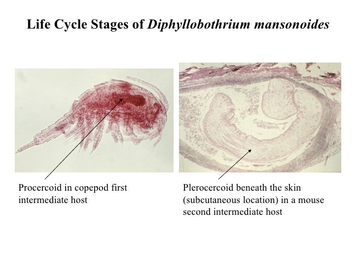 Introduction To Tapeworms