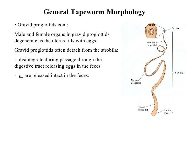 Introduction To Tapeworms