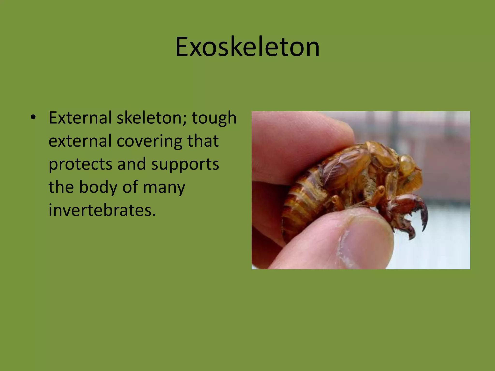 Introduction To The Arthropods | PPTX