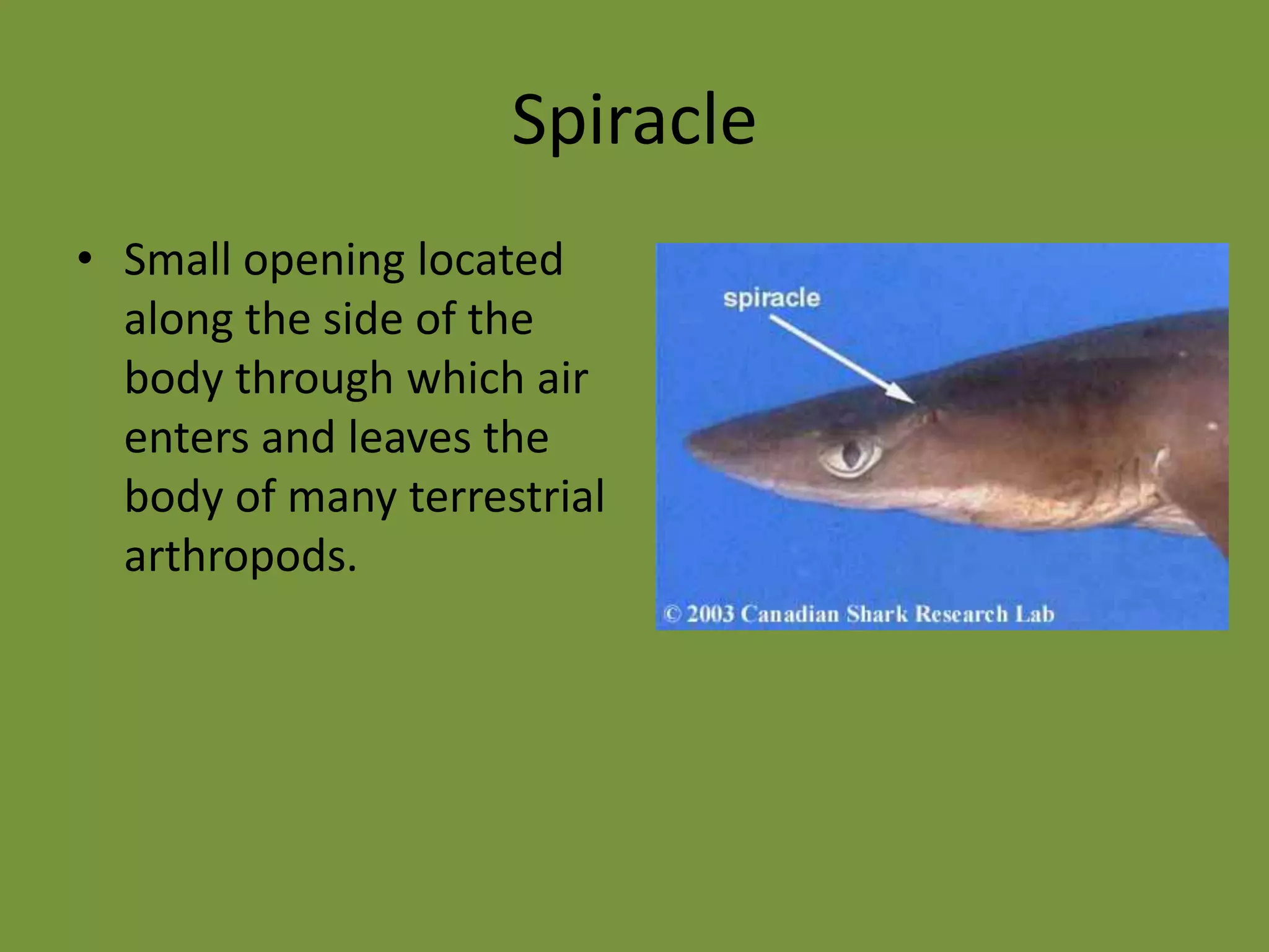 Introduction To The Arthropods | PPTX