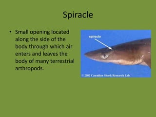 Introduction To The Arthropods | PPTX