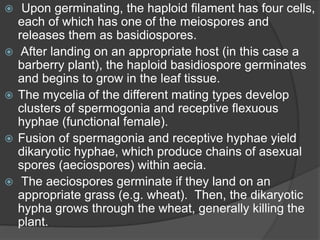 Introduction to the basidiomycota | PPTX