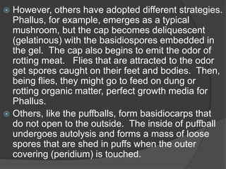 Introduction to the basidiomycota | PPTX
