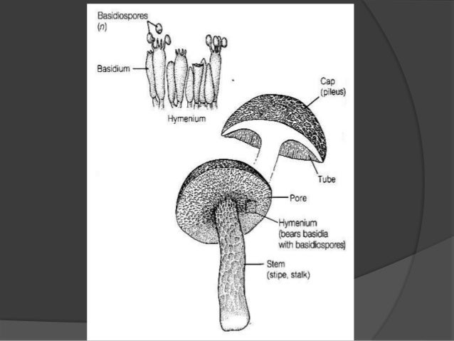 Introduction to the basidiomycota