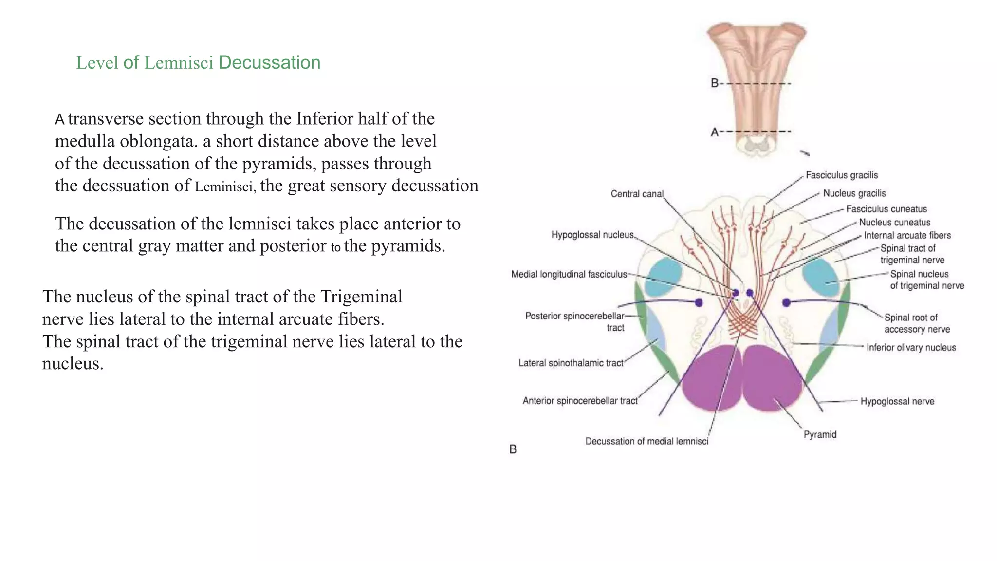 INTRODUCTION TO THE BRAINSTEM.pptx