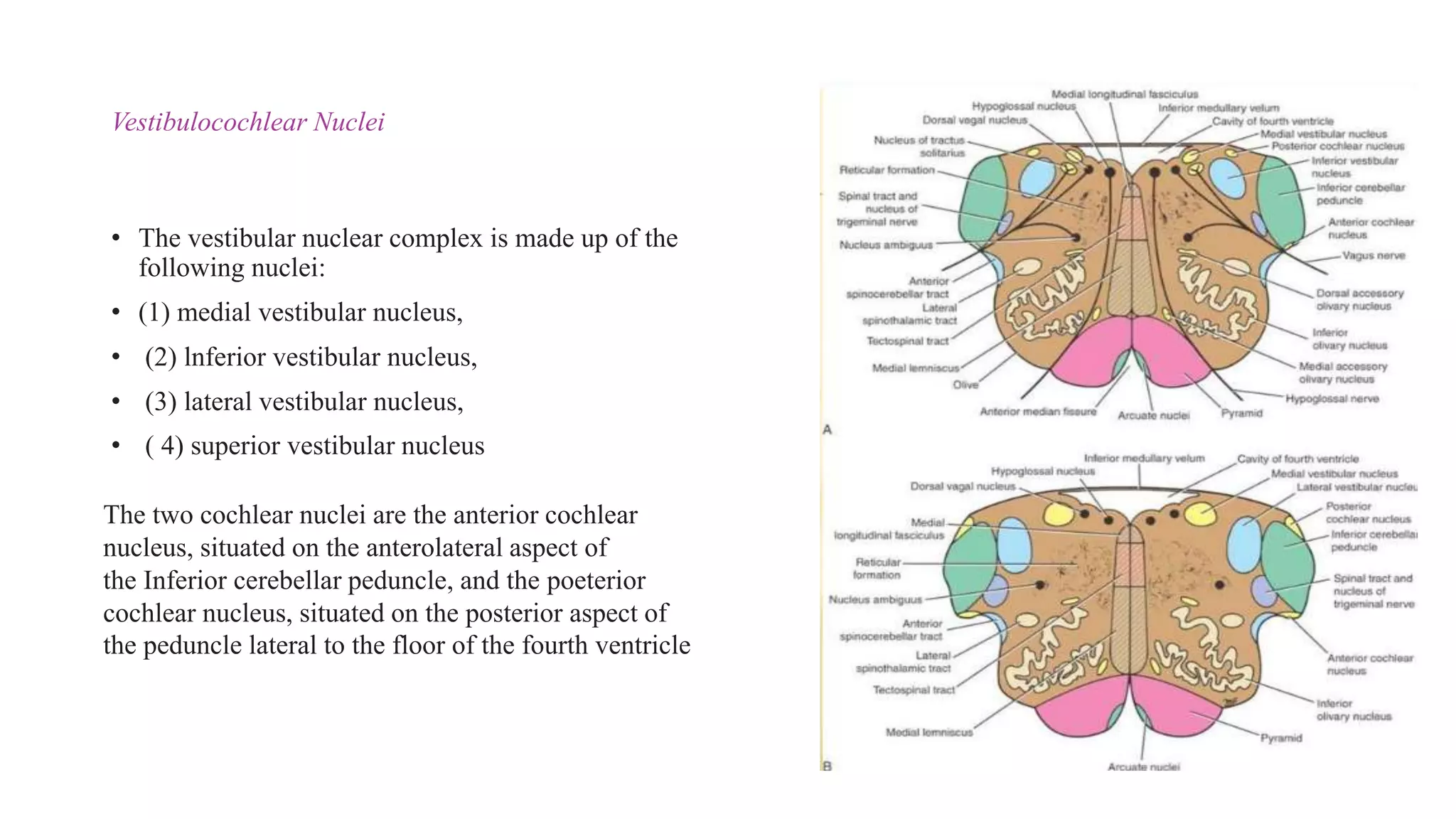 INTRODUCTION TO THE BRAINSTEM.pptx