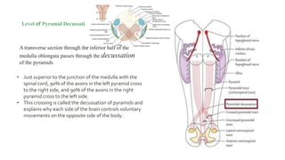 INTRODUCTION TO THE BRAINSTEM.pptx