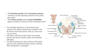 INTRODUCTION TO THE BRAINSTEM.pptx
