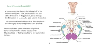 INTRODUCTION TO THE BRAINSTEM.pptx