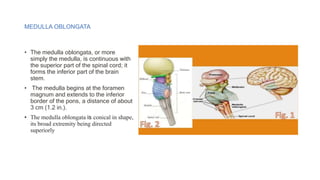 INTRODUCTION TO THE BRAINSTEM.pptx