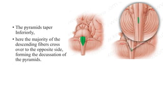 INTRODUCTION TO THE BRAINSTEM.pptx