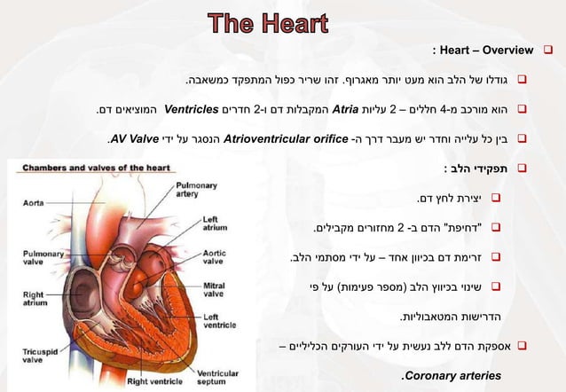 Introduction to the Cardiovascular system - Students.pptx