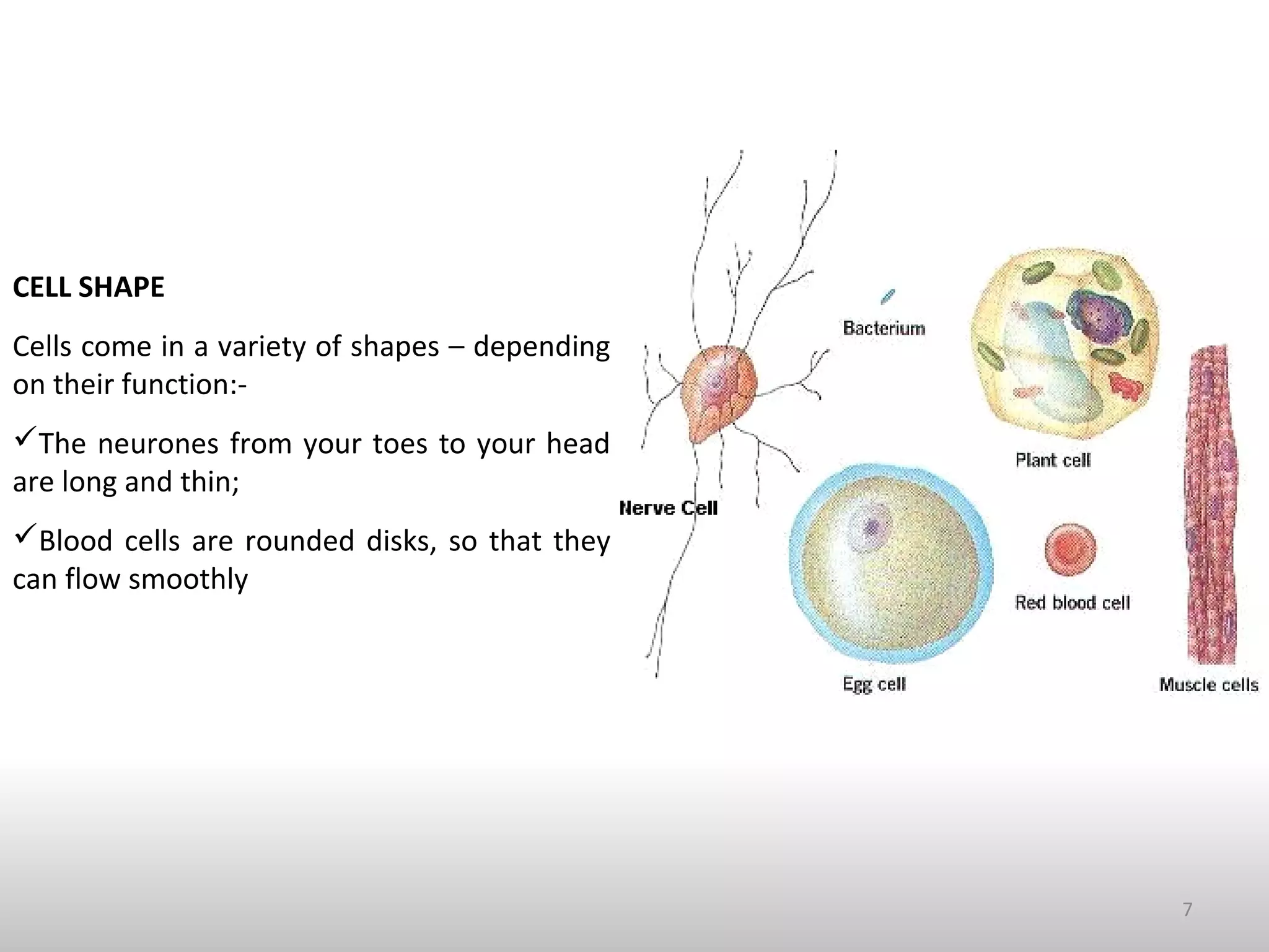 Introduction to the cell | PPT