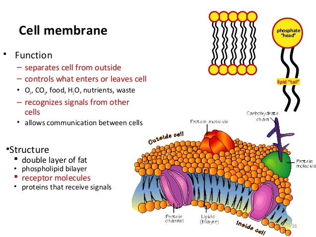 Introduction to the cell