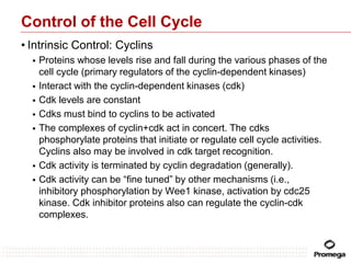 Introduction to the cell cycle | PPTX