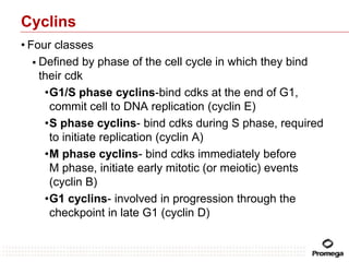 Introduction to the cell cycle | PPTX