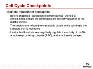 Introduction to the cell cycle | PPTX