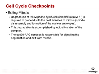 Introduction to the cell cycle | PPTX