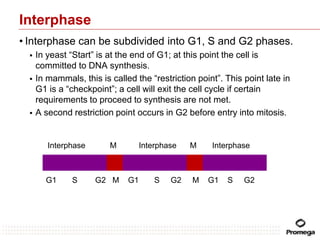 Introduction to the cell cycle | PPTX