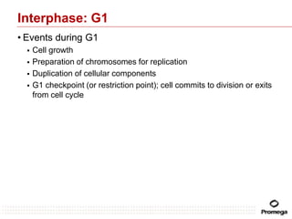 Introduction to the cell cycle | PPTX