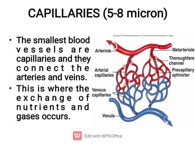 Introduction_to_the_CVS.pdf