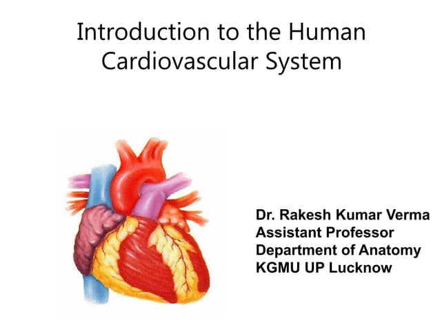 Introduction_to_the_CVS.ppt Cardiovascular System | PPT