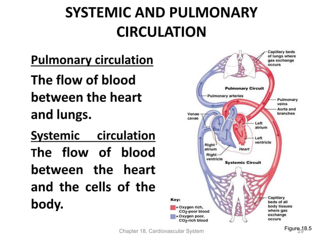 Introduction_to_the_CVS.ppt Cardiovascular System | PPT