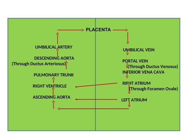Introduction_Cardiovascular __System.ppt