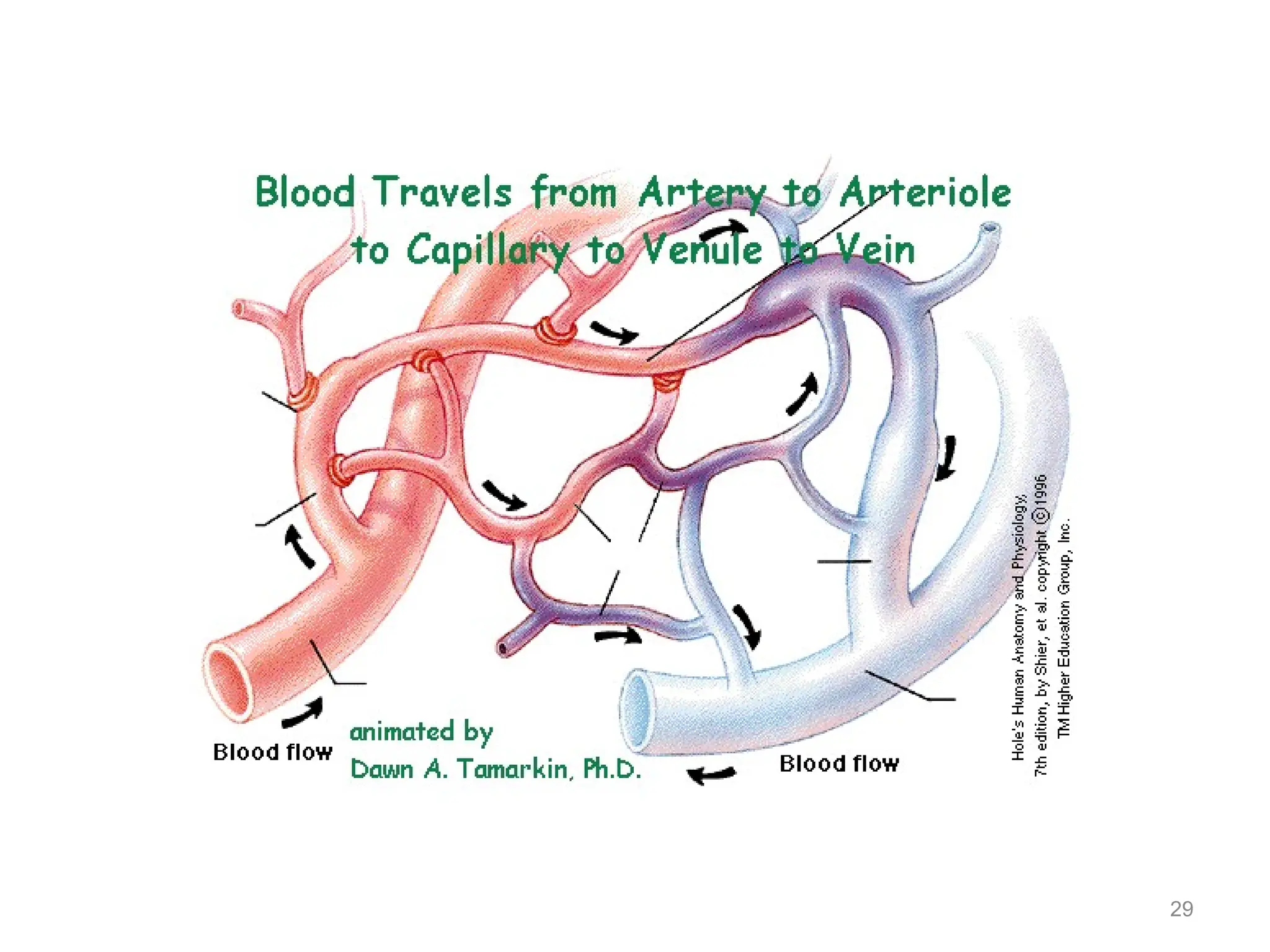 Introduction to the CVS (Cardiovascular System) pptx | PPTX