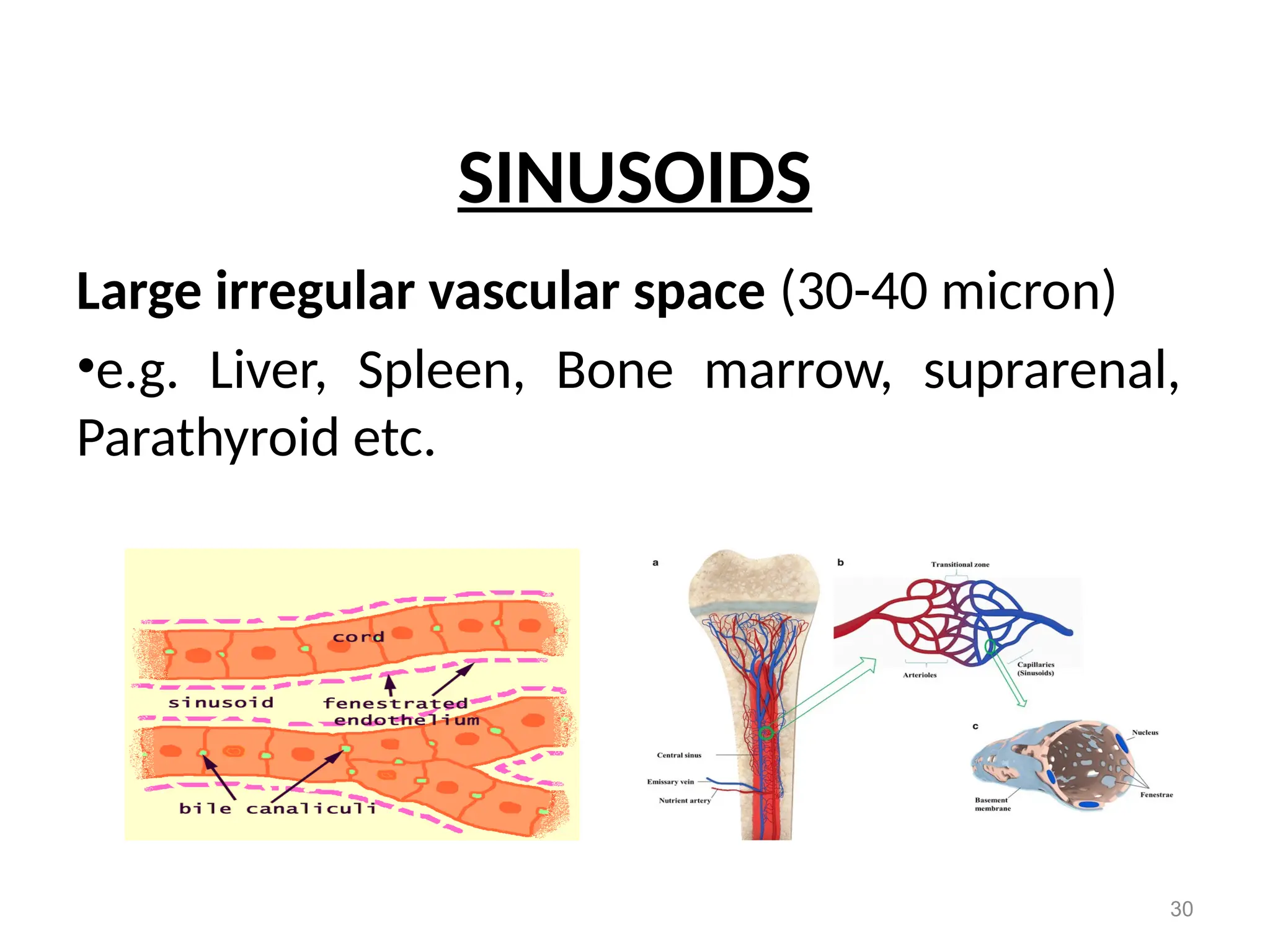 Introduction to the CVS (Cardiovascular System) pptx | PPTX