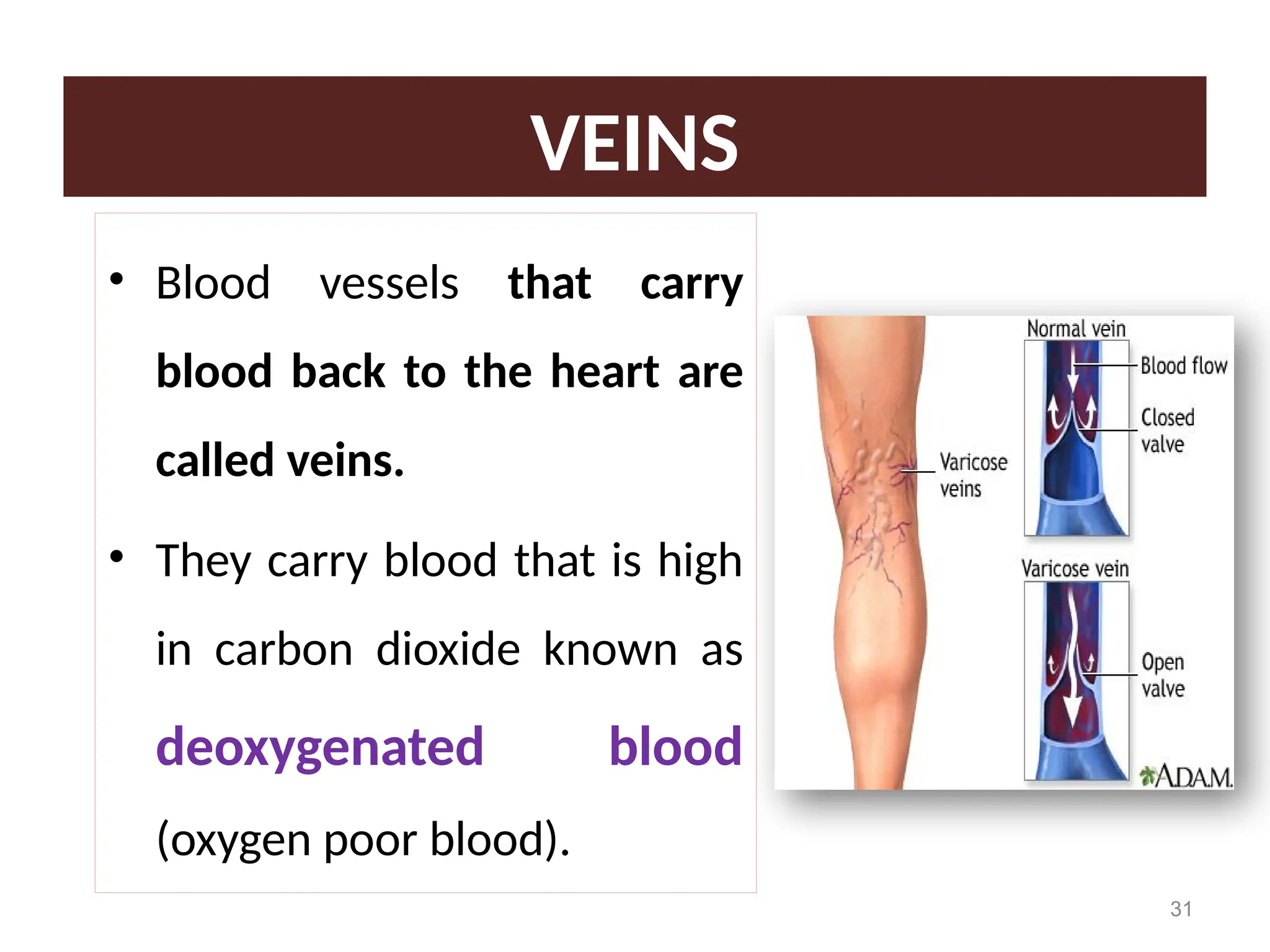 Introduction to the CVS (Cardiovascular System) pptx | PPTX