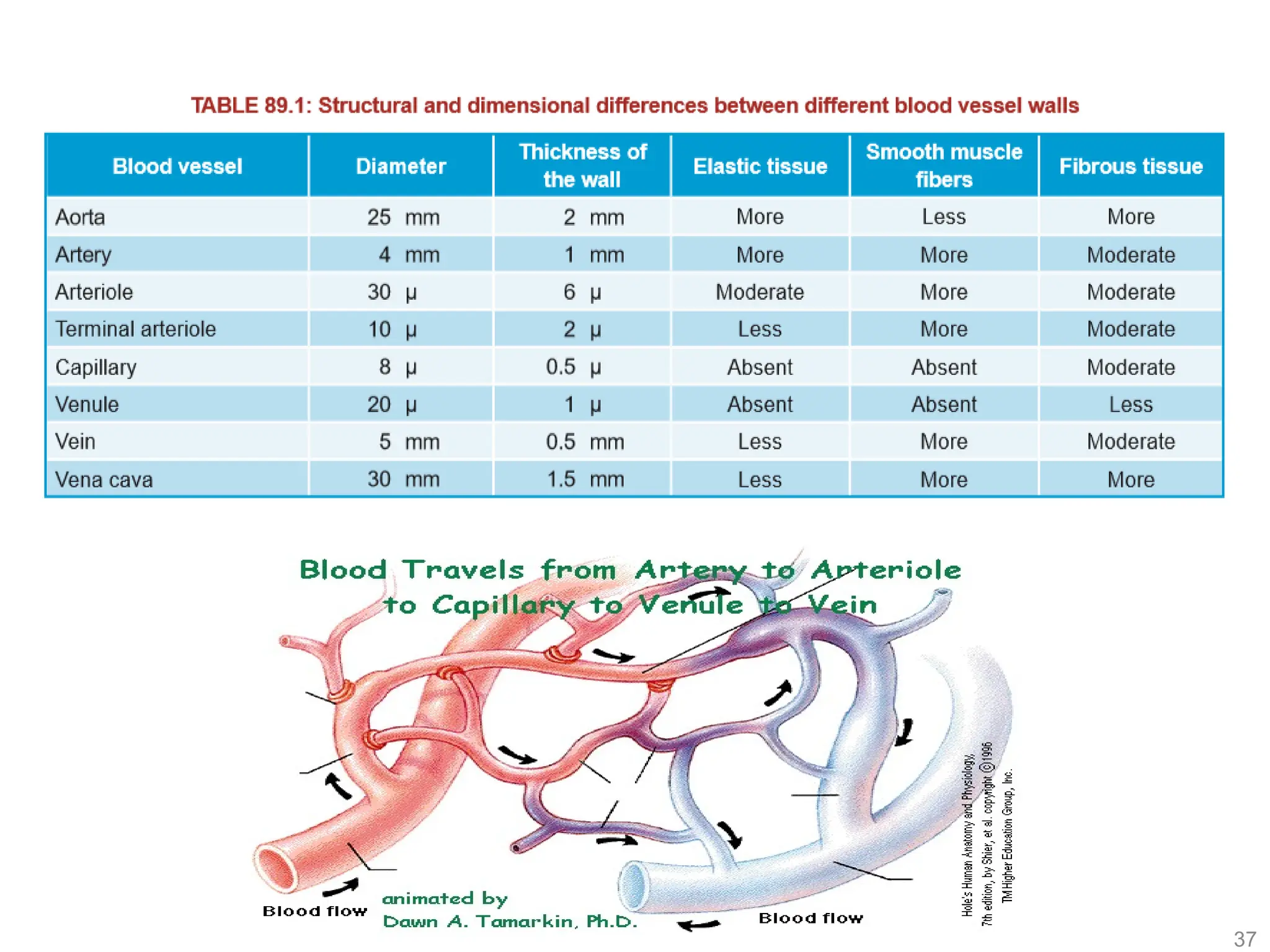 Introduction to the CVS (Cardiovascular System) pptx | PPTX