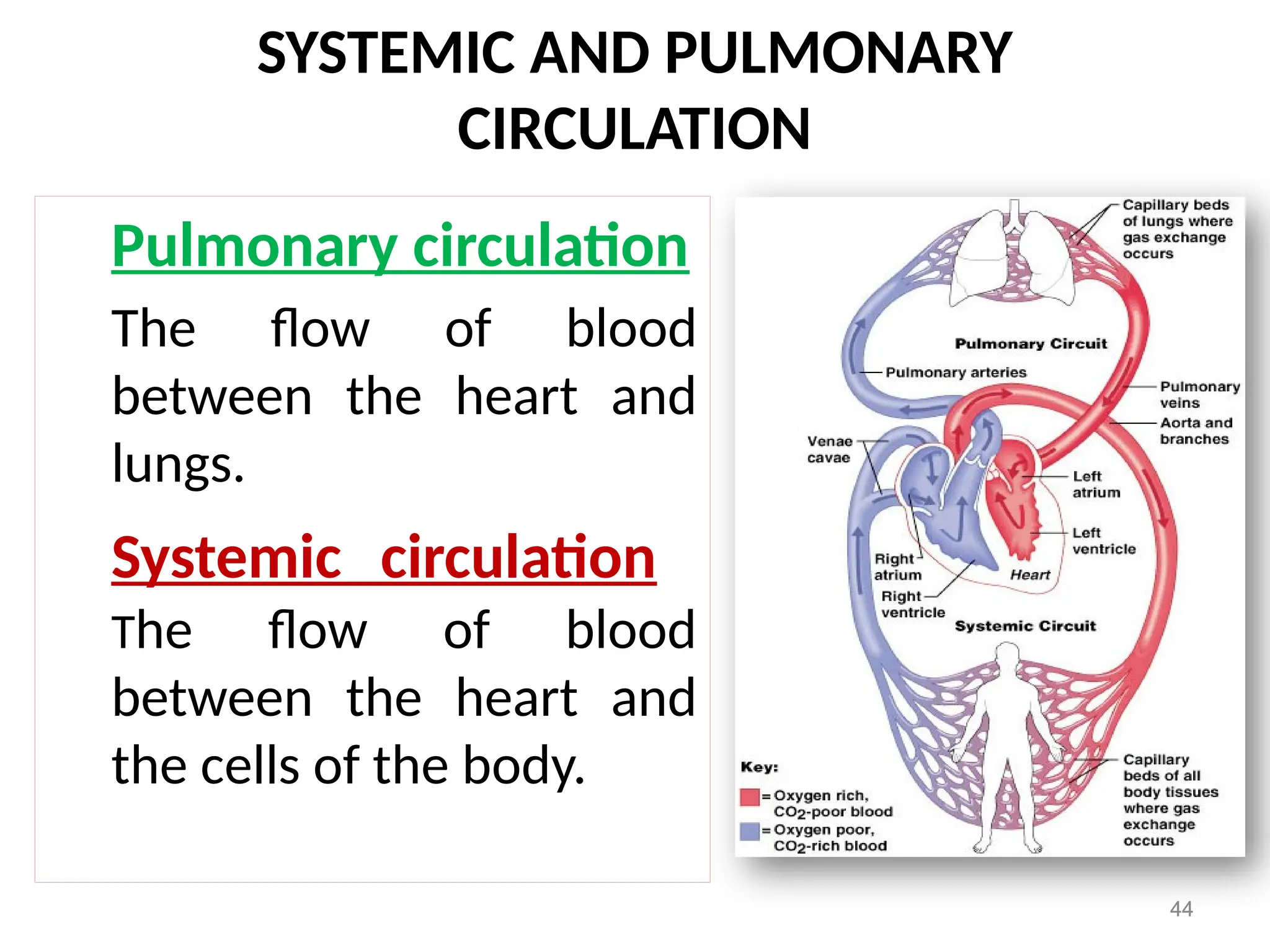 Introduction to the CVS (Cardiovascular System) pptx | PPTX
