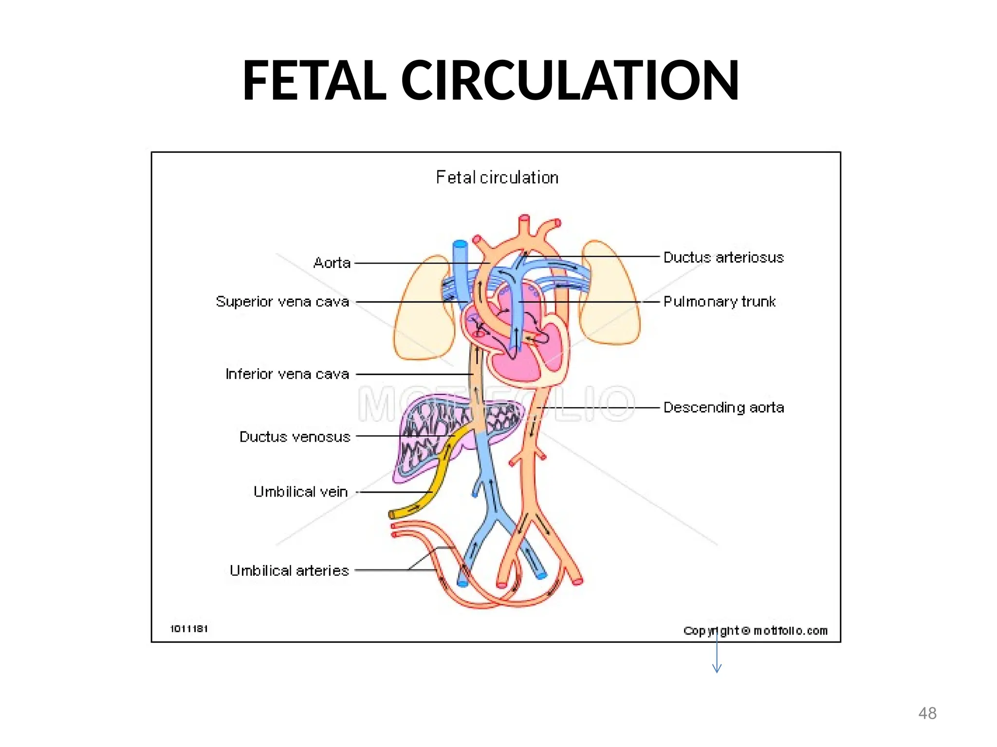 Introduction to the CVS (Cardiovascular System) pptx | PPTX