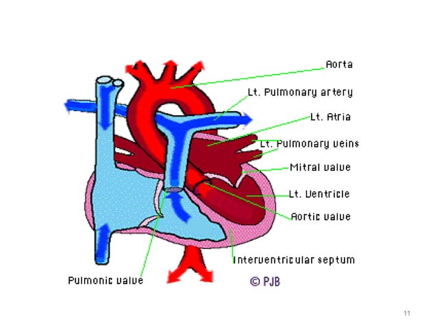 Introduction to the CVS (Cardiovascular System) pptx | PPT