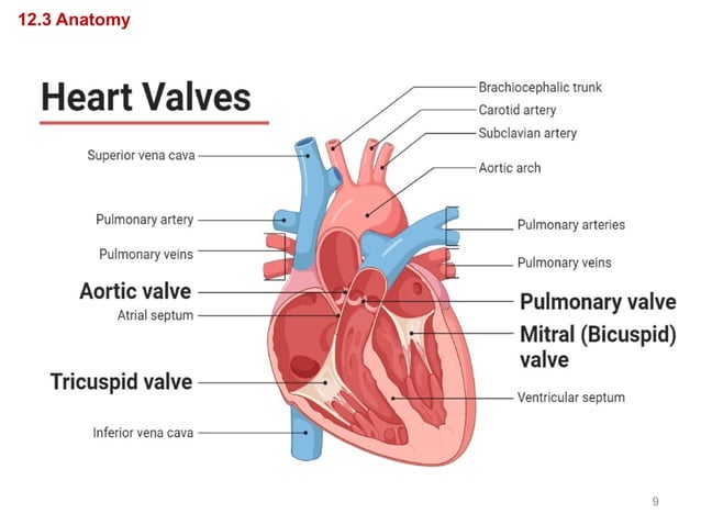 Introduction to the CVS (Cardiovascular System) pptx | PPT