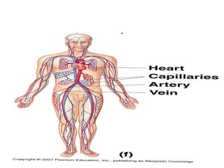 Introduction_to_the_CVS, types, overview | PPT