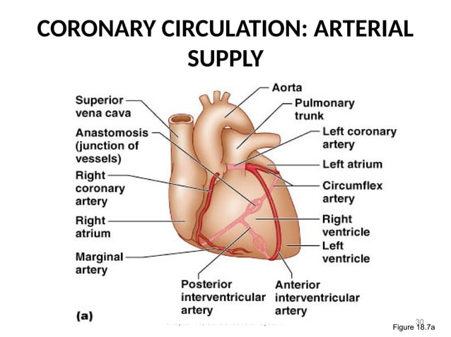 Introduction_to_the_CVS, types, overview | PPT
