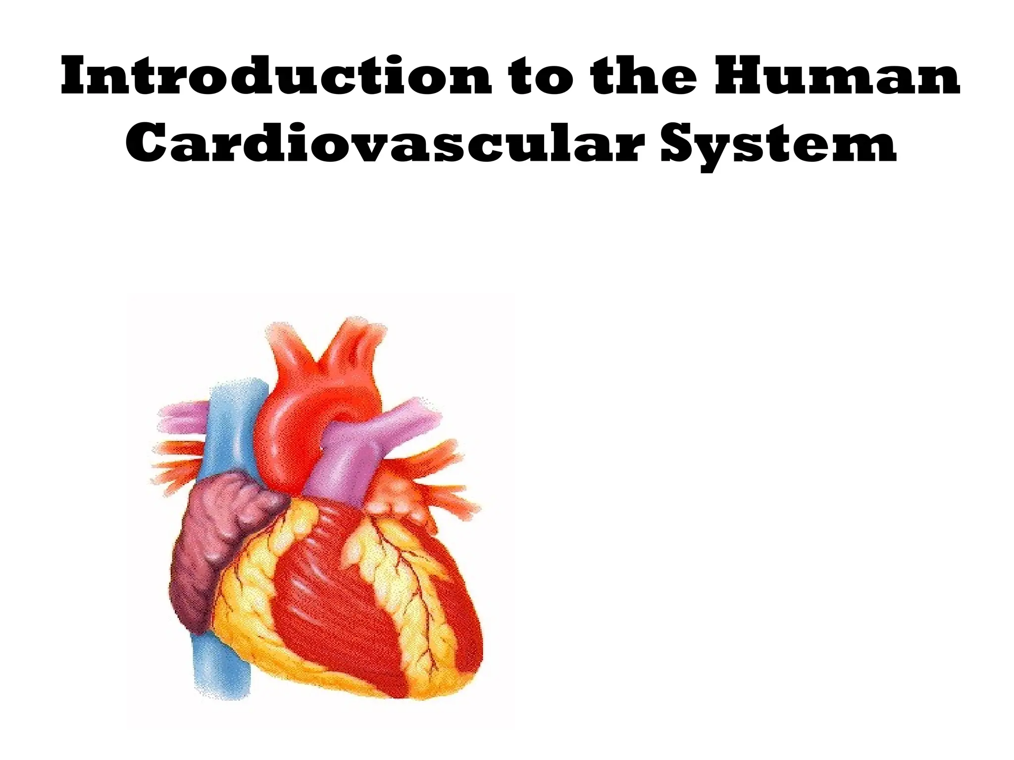 Introduction to the Human Cardiovascular System | PPT