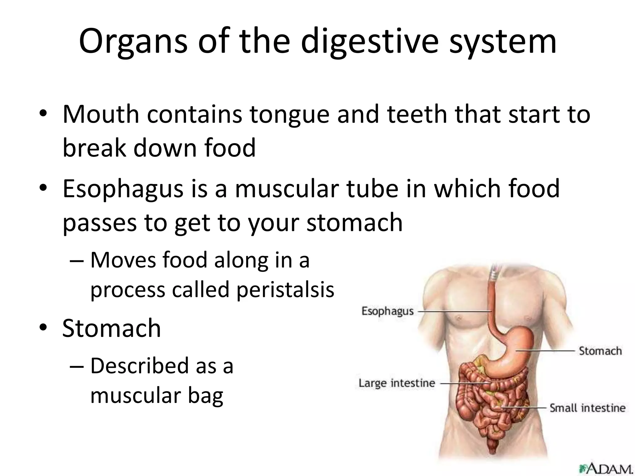 Introduction to the digestive system | PPTX