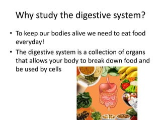 Introduction to the digestive system | PPTX