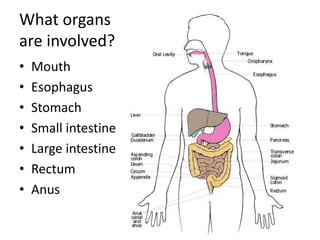 Introduction to the digestive system | PPTX