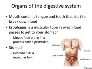 Introduction to the digestive system | PPTX