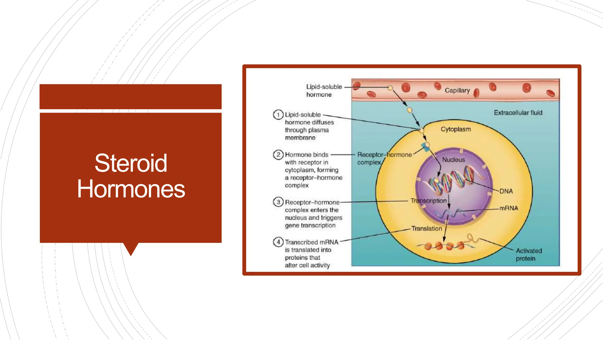 Introduction to the Endocrine System.pptx