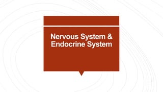 Introduction to the Endocrine System.pptx